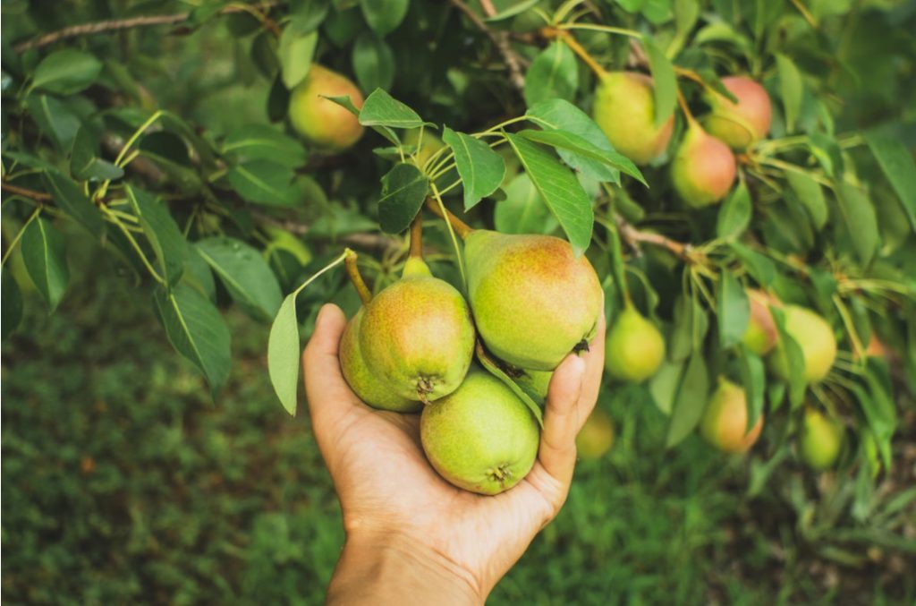 Growing Pears: Basic Rules And Problems (Part 1)