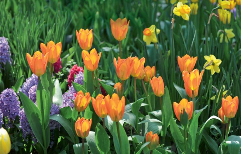 How To Plant Bulbous Plants Beautifully: 10 Design Ideas - Best ...