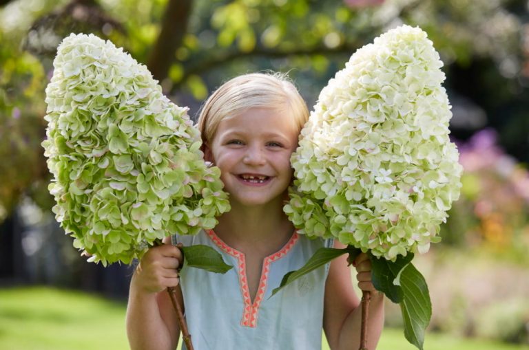 Hydrangea — a Fairy Tale In Your Garden - Best Landscape Ideas
