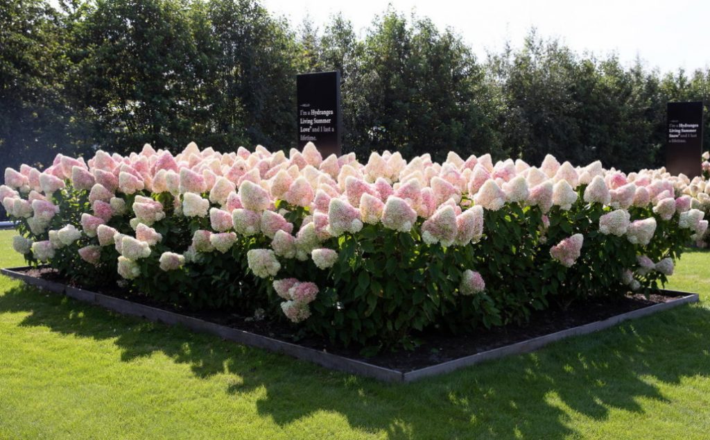 Hydrangea — a Fairy Tale In Your Garden