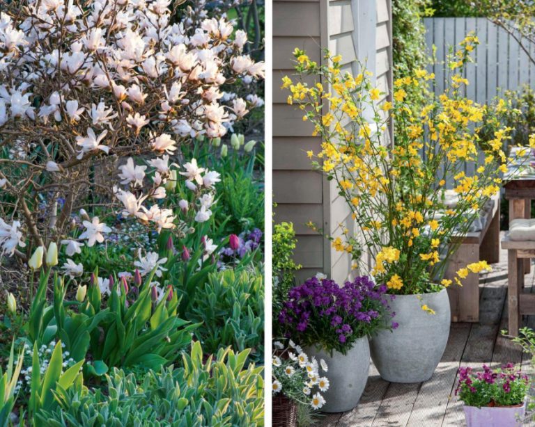 Ornamental Trees And Shrubs That Bloom In Spring