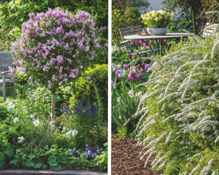 Ornamental Trees And Shrubs That Bloom In Spring