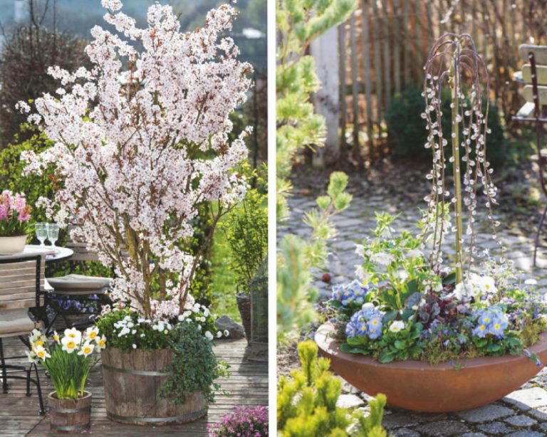 Ornamental Trees And Shrubs That Bloom In Spring
