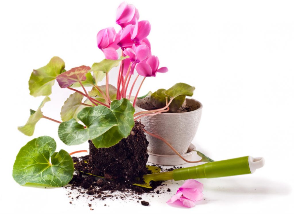We Grow Cyclamen At Home: How To Care For And When To Transplant