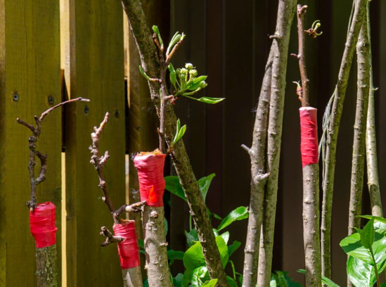 Rootstock: What Is It, What Does It Happen And How To Grow It - Best ...