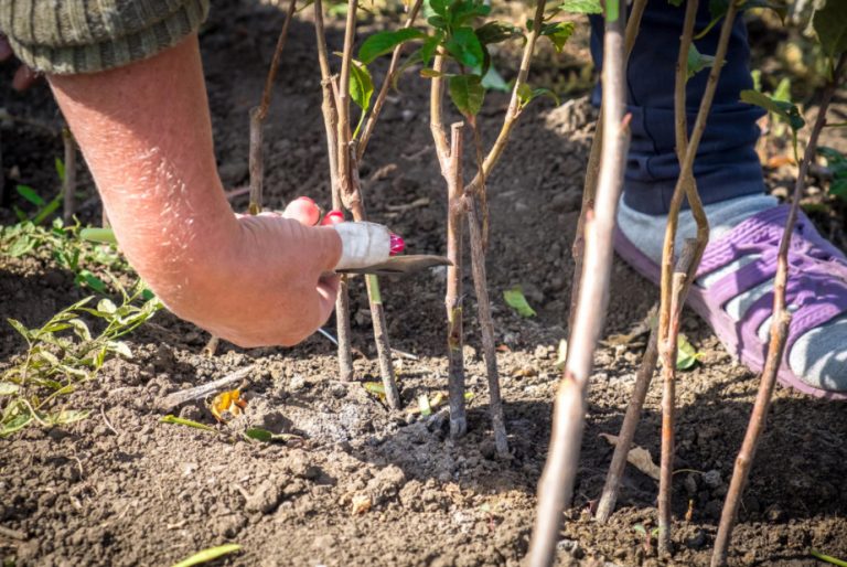Rootstock: What Is It, What Does It Happen And How To Grow It