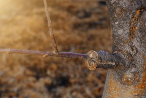Rootstock: What Is It, What Does It Happen And How To Grow It