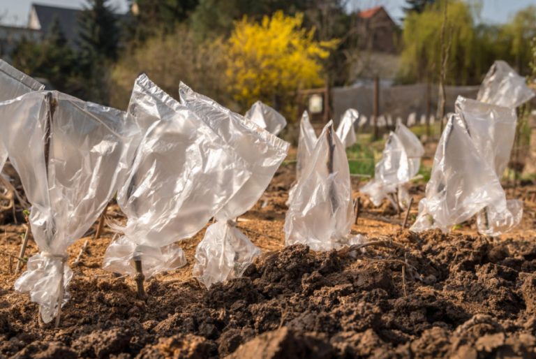 Rootstock: What Is It, What Does It Happen And How To Grow It