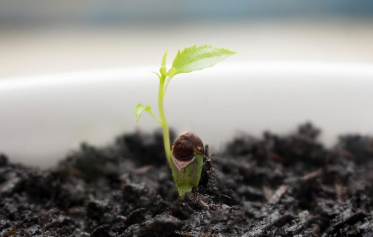 Rootstock: What Is It, What Does It Happen And How To Grow It
