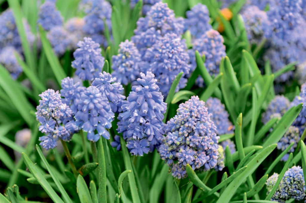 Muscari: Flower Care During The Season, Ideas And Photos Of Compositions