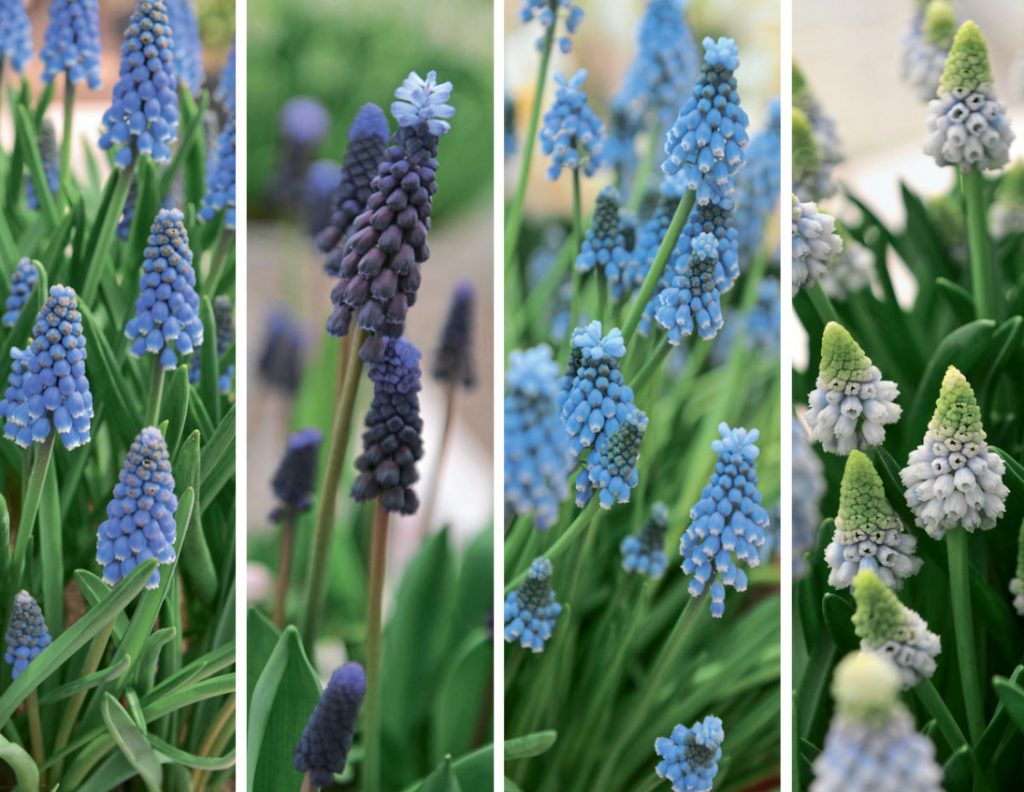 Muscari: Flower Care During The Season, Ideas And Photos Of Compositions
