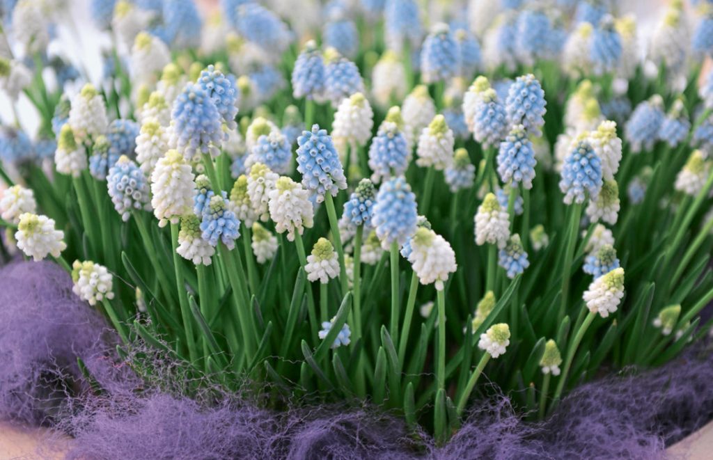 Muscari: Flower Care During The Season, Ideas And Photos Of Compositions