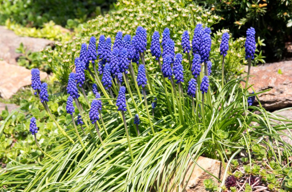 Muscari: Flower Care During The Season, Ideas And Photos Of Compositions