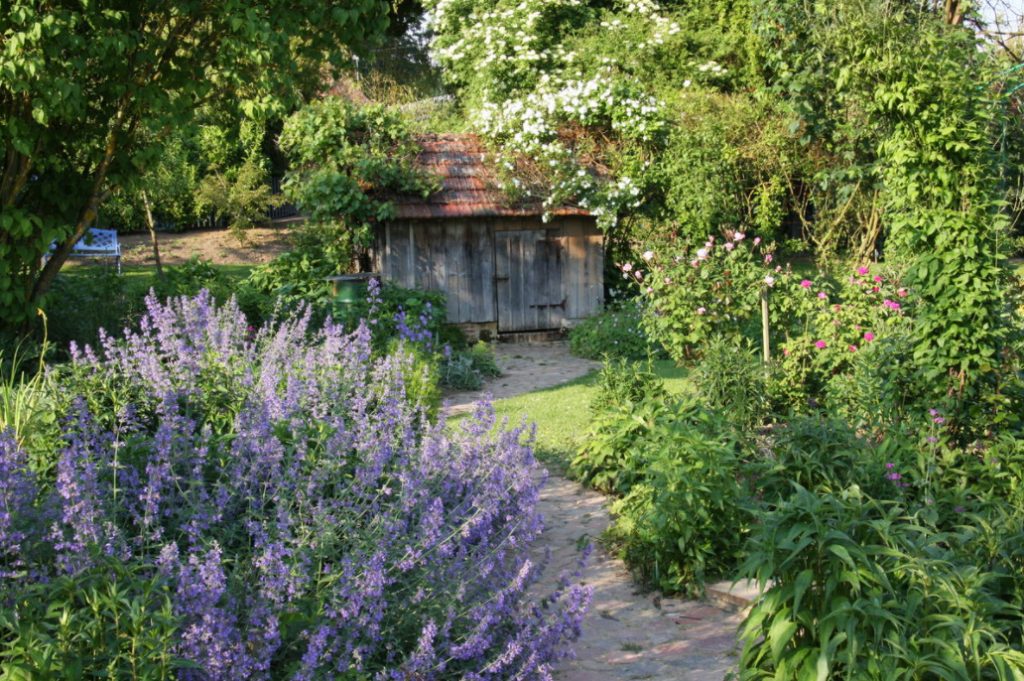 Nepeta: Planting, Care And Successful Combinations