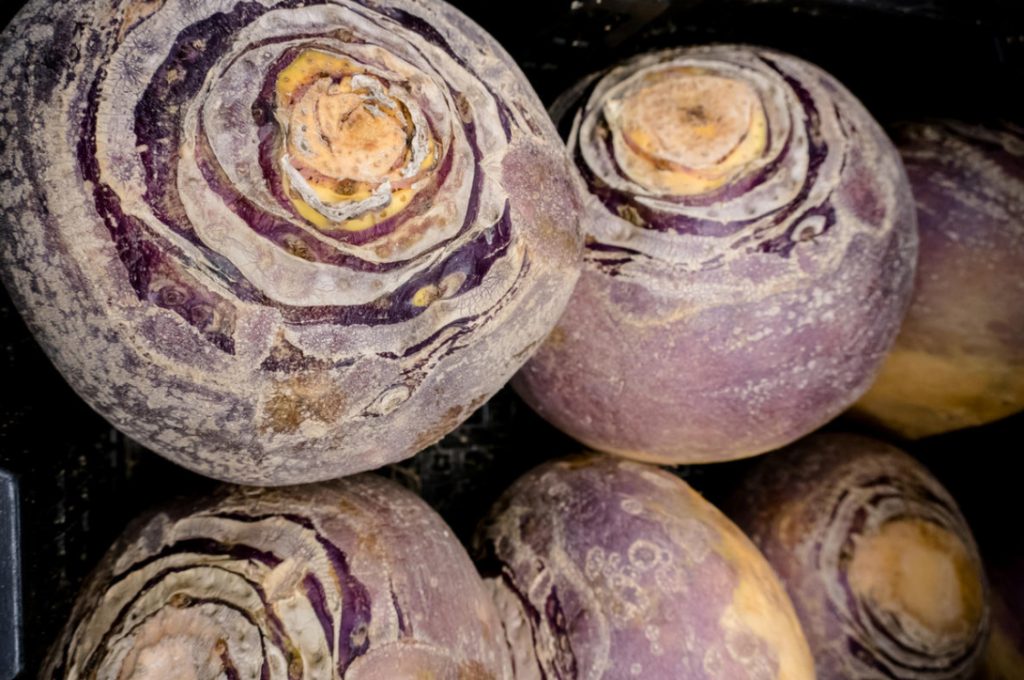 Rutabaga: The Most Interesting Varieties