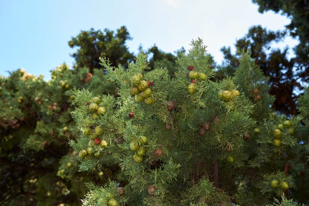 Cypress And Its Relatives: Features Of Cultivation And Reproduction