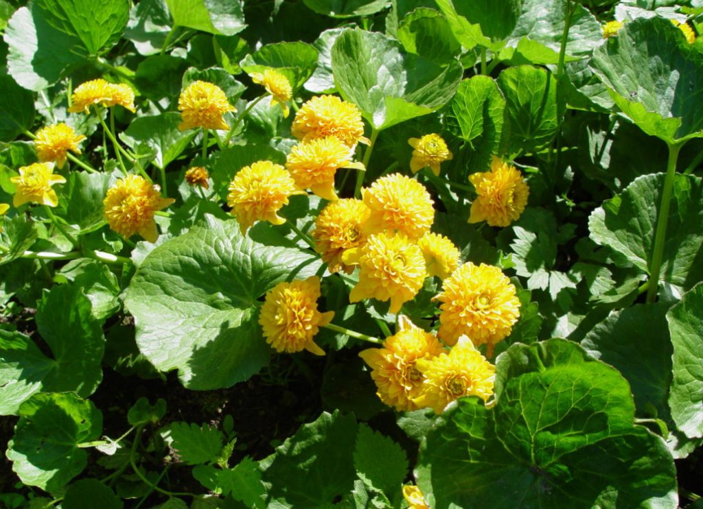 Forest Primroses In The Garden. Types, Varieties, Photos