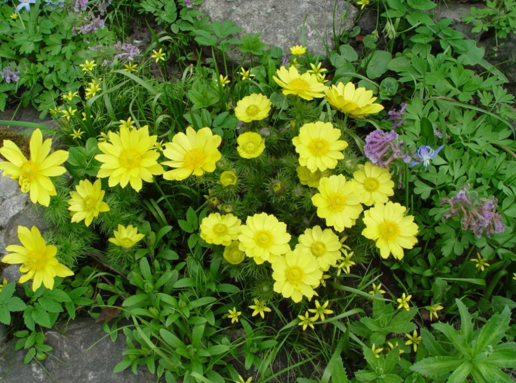 Forest Primroses In The Garden. Types, Varieties, Photos
