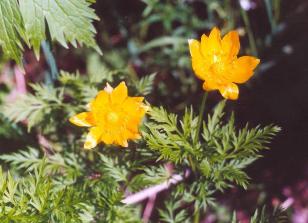 Forest Primroses In The Garden. Types, Varieties, Photos