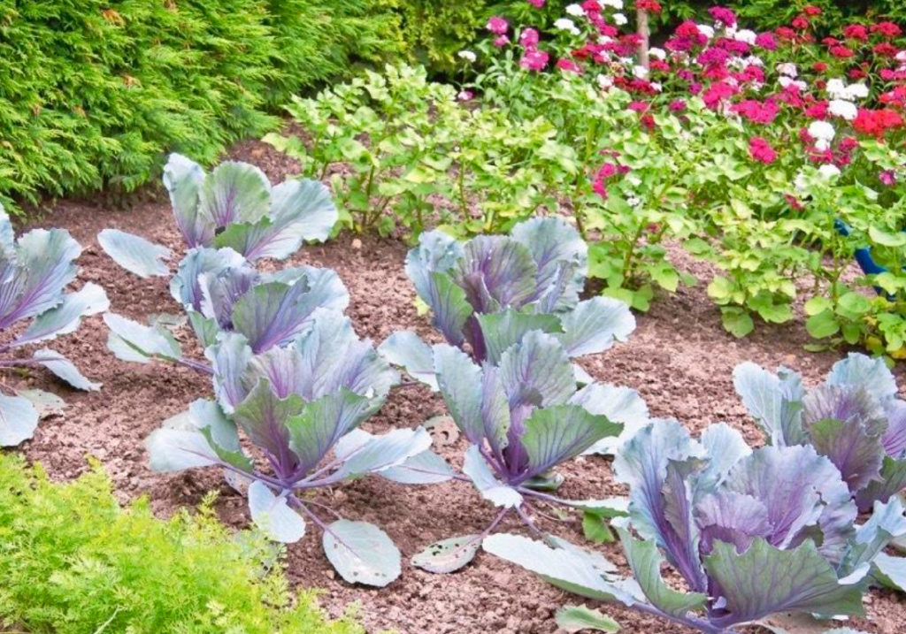 Decorative Vegetable Garden: Beautiful And Edible Plants (Part 2)