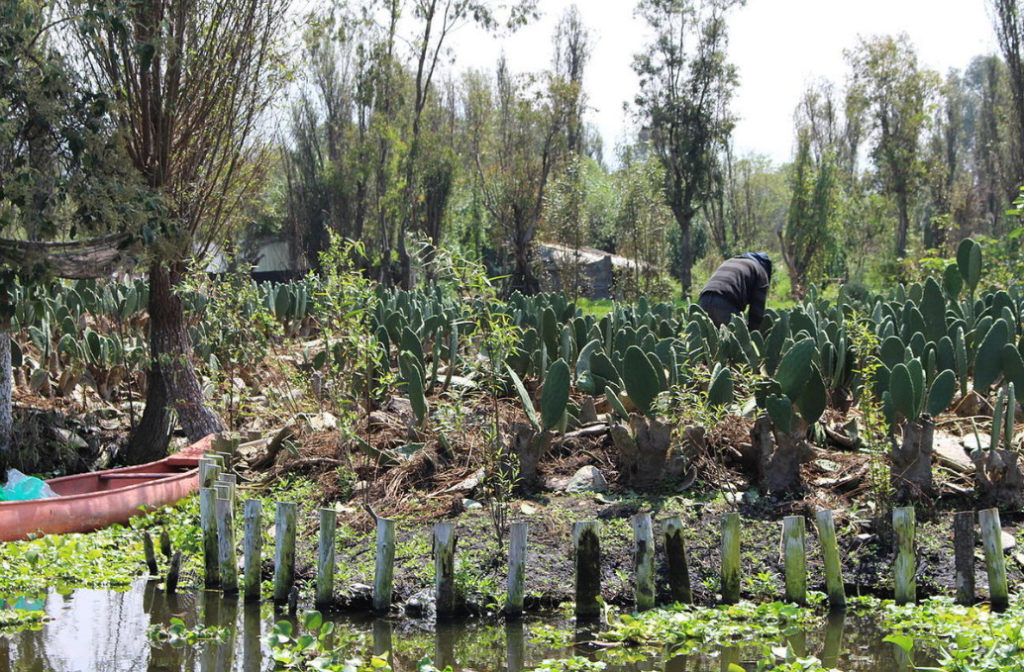 Floating Gardens And Vegetable Gardens: How To Farm In Unusual Conditions