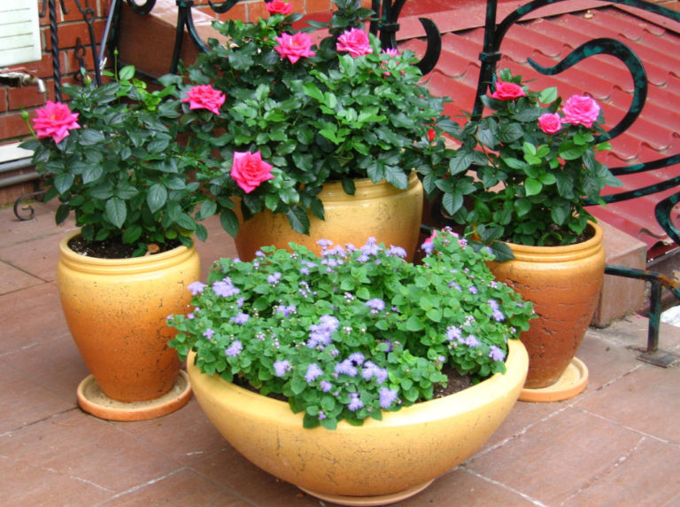 How To Arrange a Patio In English Style: Plant Selection And Design ...