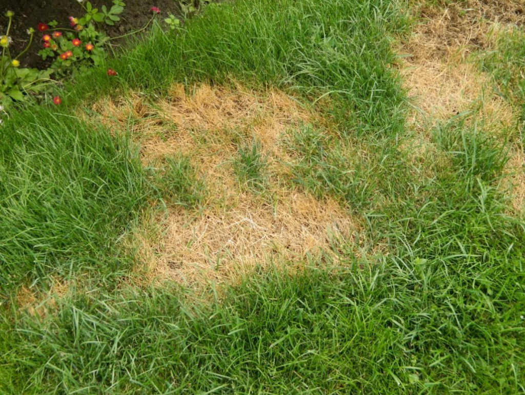 How To Restore The Lawn. Spots, Bald Spots, Weeds And Other Problems ...