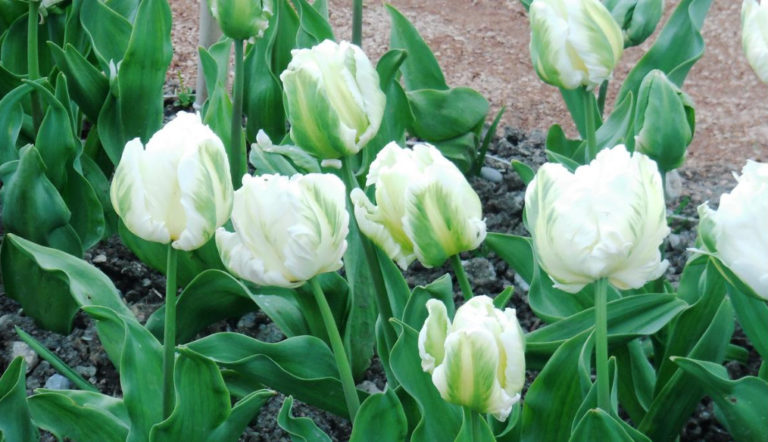 Parrot Tulips: a Selection Of The Most Spectacular Varieties