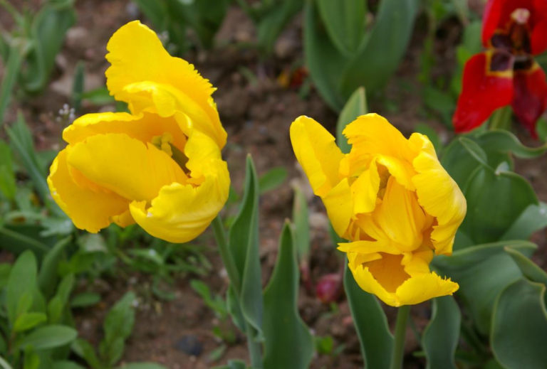 Parrot Tulips: a Selection Of The Most Spectacular Varieties