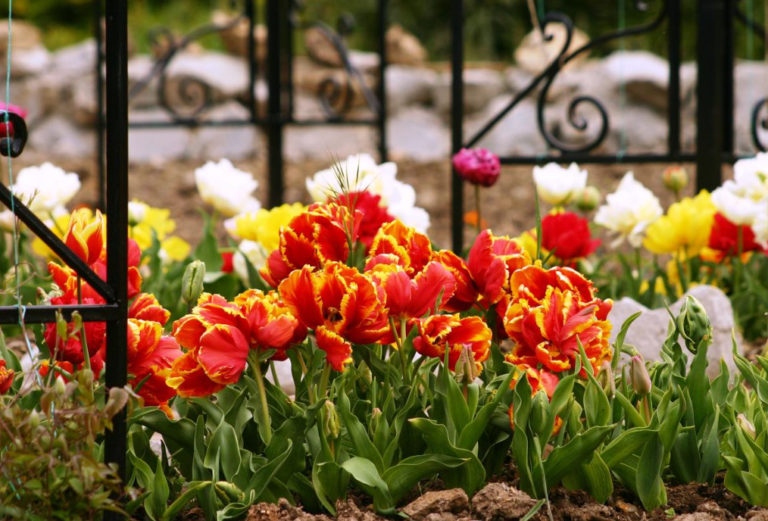 Parrot Tulips: a Selection Of The Most Spectacular Varieties