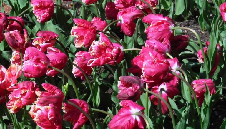 Parrot Tulips: a Selection Of The Most Spectacular Varieties