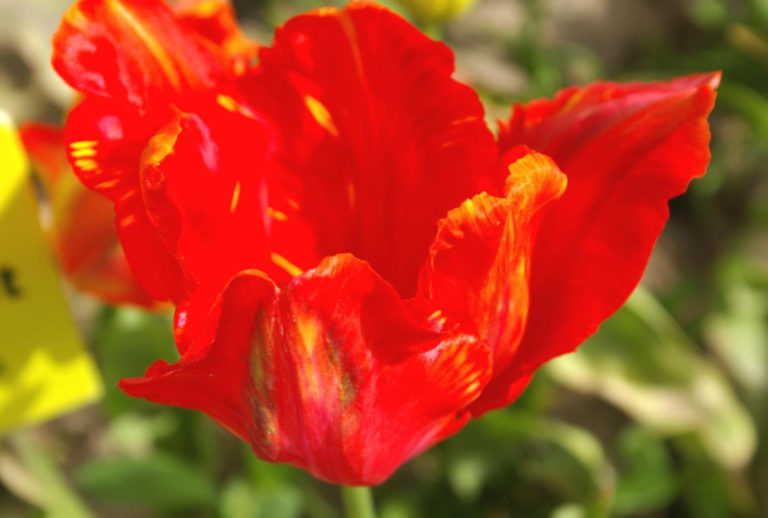 Parrot Tulips: a Selection Of The Most Spectacular Varieties