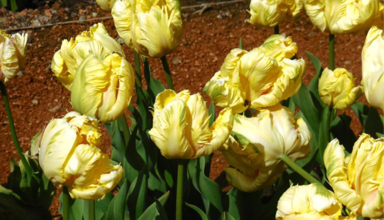 Parrot Tulips: a Selection Of The Most Spectacular Varieties