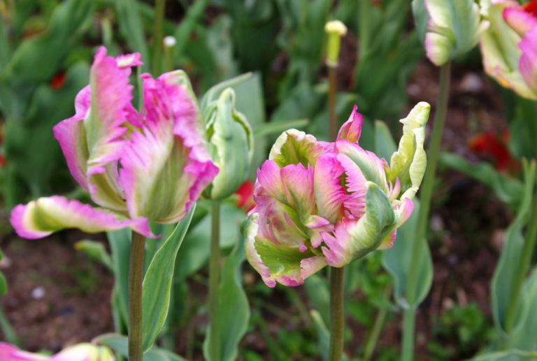 Parrot Tulips: a Selection Of The Most Spectacular Varieties