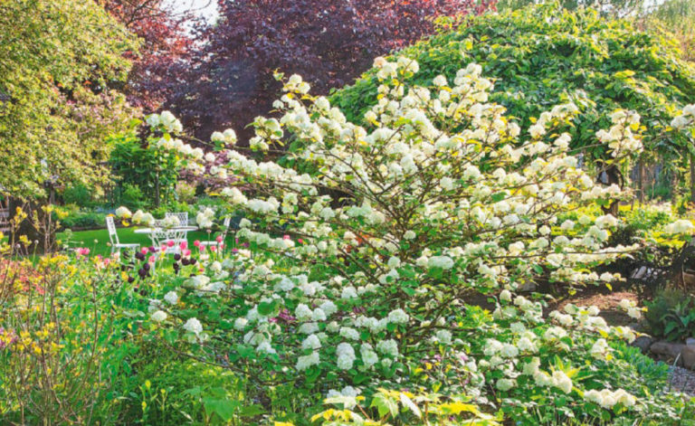 Which Viburnum Is The Most Beautiful: Different Types And Popular ...