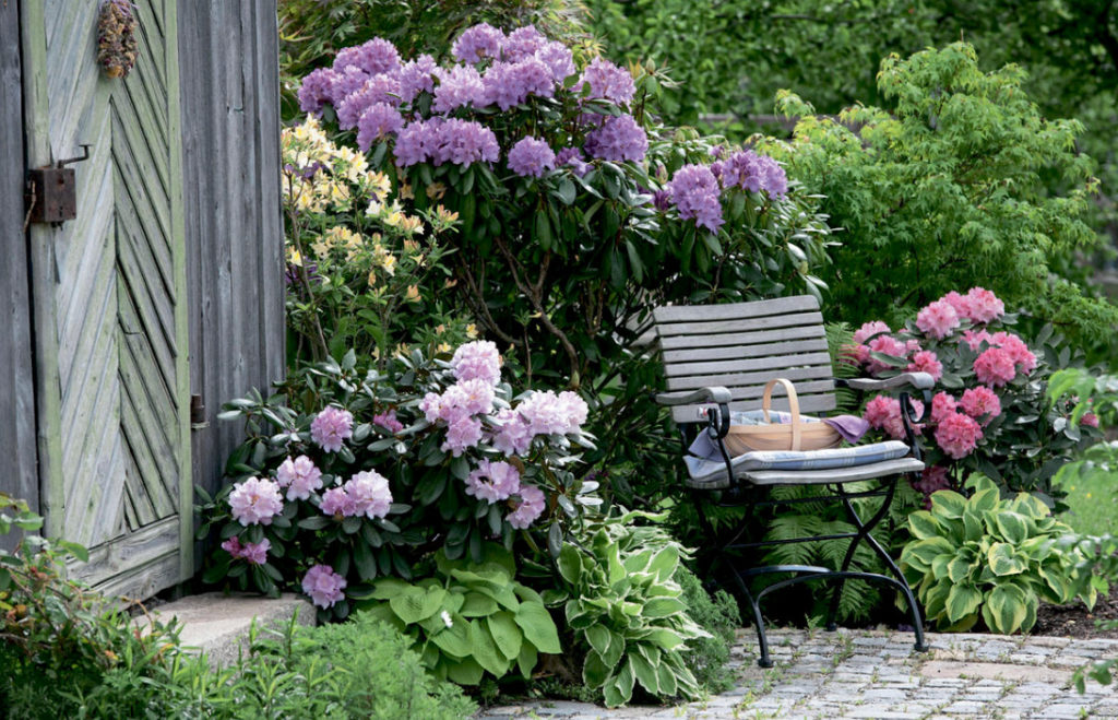 Winter-Hardy Varieties Of Rhododendrons: Where To Plant Them And How To ...