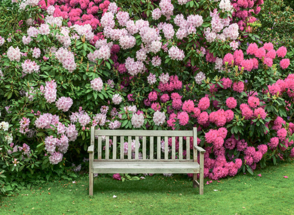 Winter-Hardy Varieties Of Rhododendrons: Where To Plant Them And How To ...