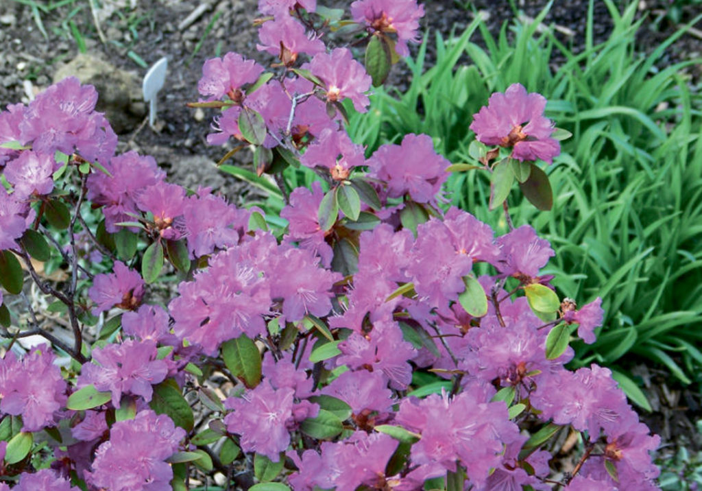 Winter-Hardy Varieties Of Rhododendrons: Where To Plant Them And How To ...