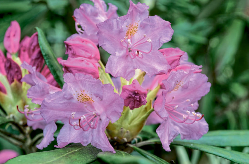 Winter-Hardy Varieties Of Rhododendrons: Where To Plant Them And How To ...