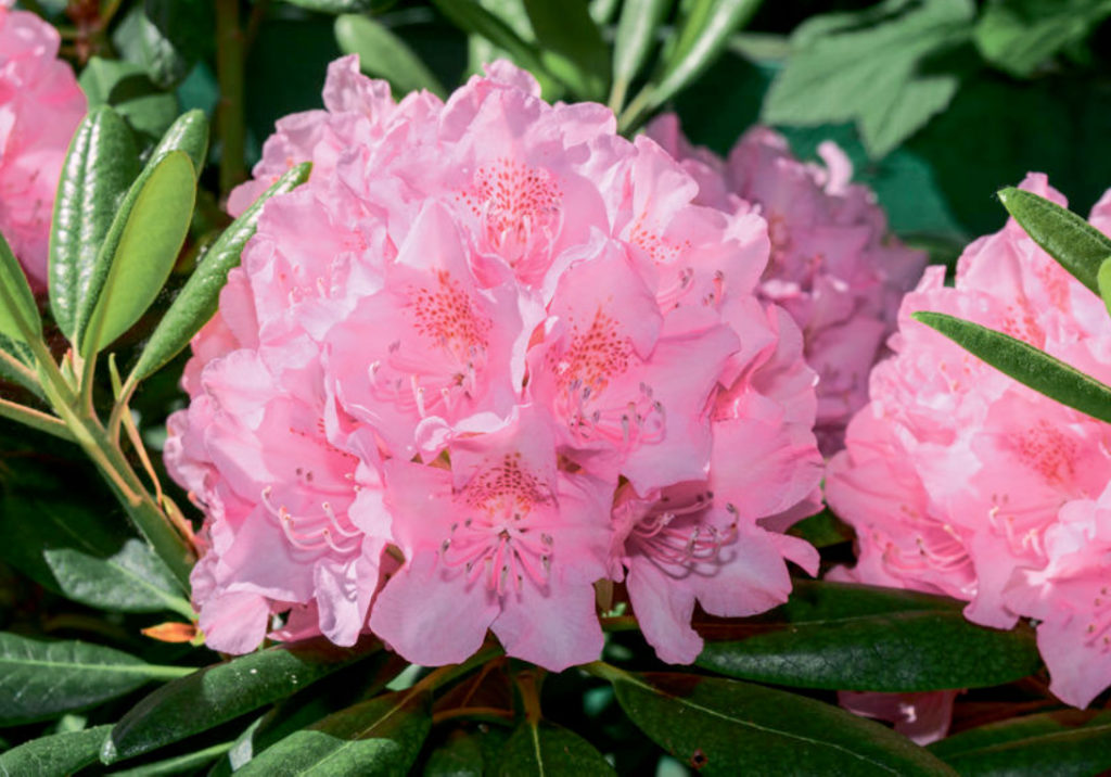Winter-Hardy Varieties Of Rhododendrons: Where To Plant Them And How To ...