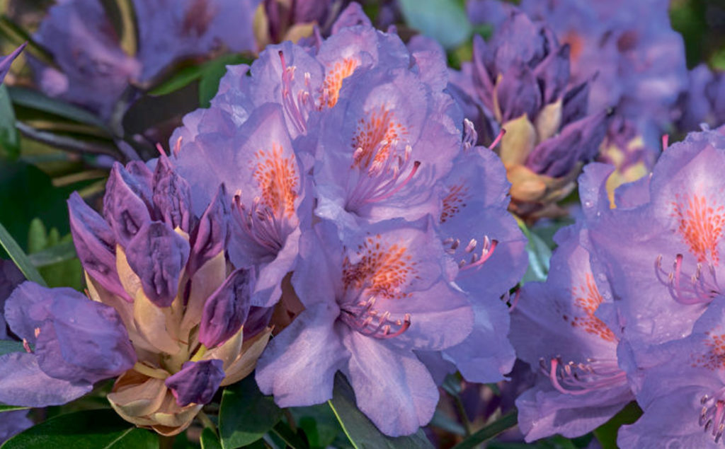 Winter-Hardy Varieties Of Rhododendrons: Where To Plant Them And How To ...