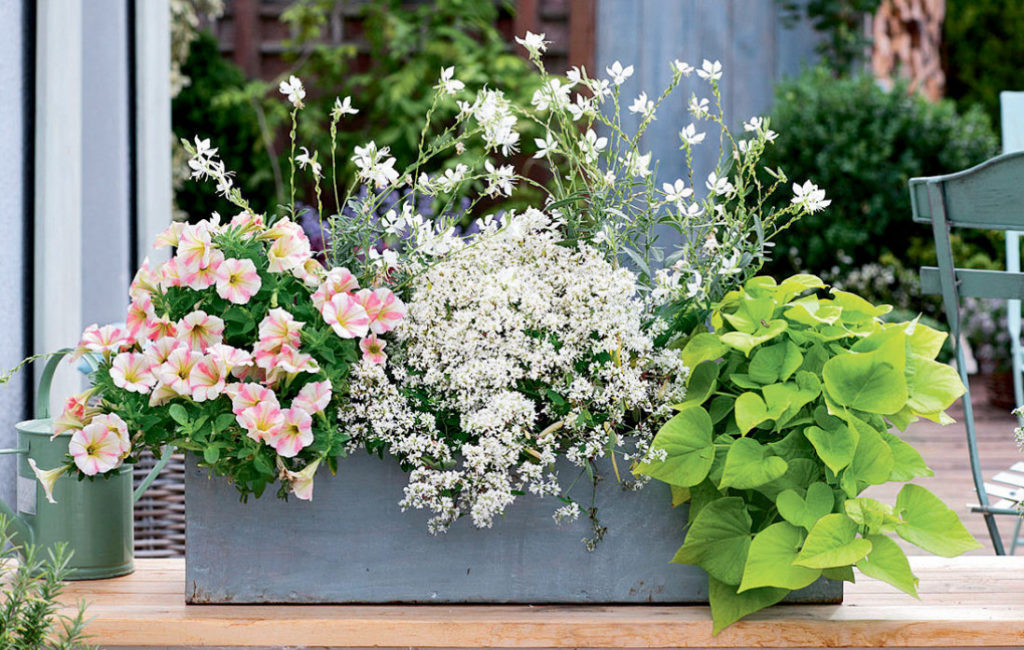 Flower Beds In Containers: Planting Schemes