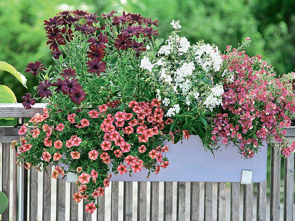 Flower Beds In Containers: Planting Schemes