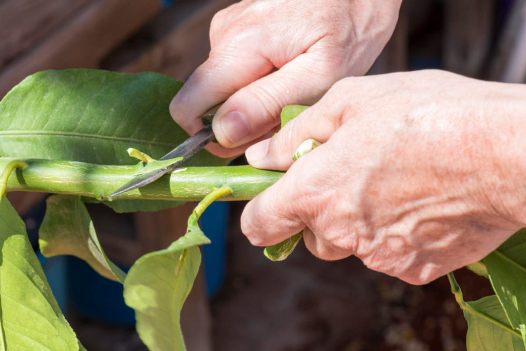 Grafting And Cuttings: 2 Main Ways Of Reproduction Of Citrus Fruits