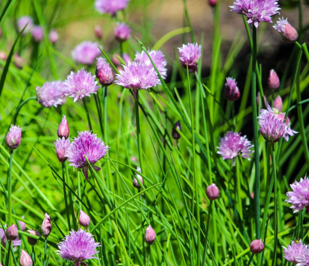 Wild Onions: What Types Of Onions Can Be Found In The Forest And In The ...
