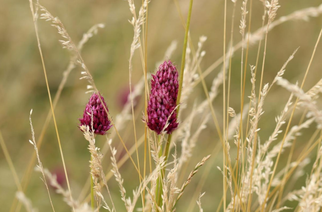 Wild Onions: What Types Of Onions Can Be Found In The Forest And In The ...