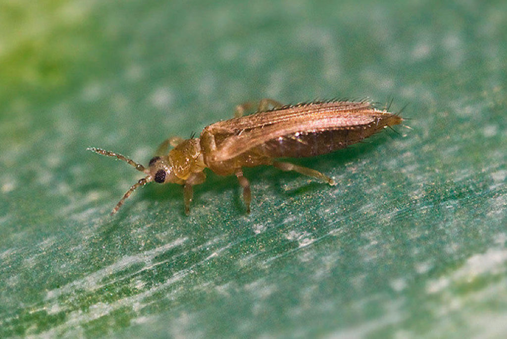 Thrips On Plants: How To Fight And What Drugs To Use (Part 1)