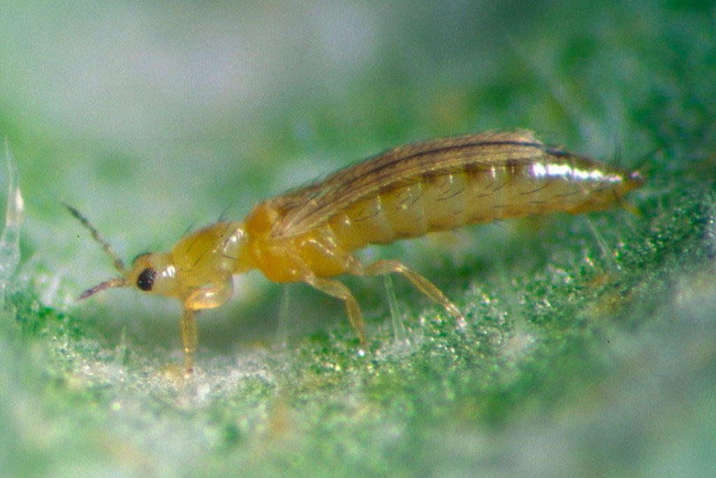 Thrips On Plants: How To Fight And What Drugs To Use (Part 1)