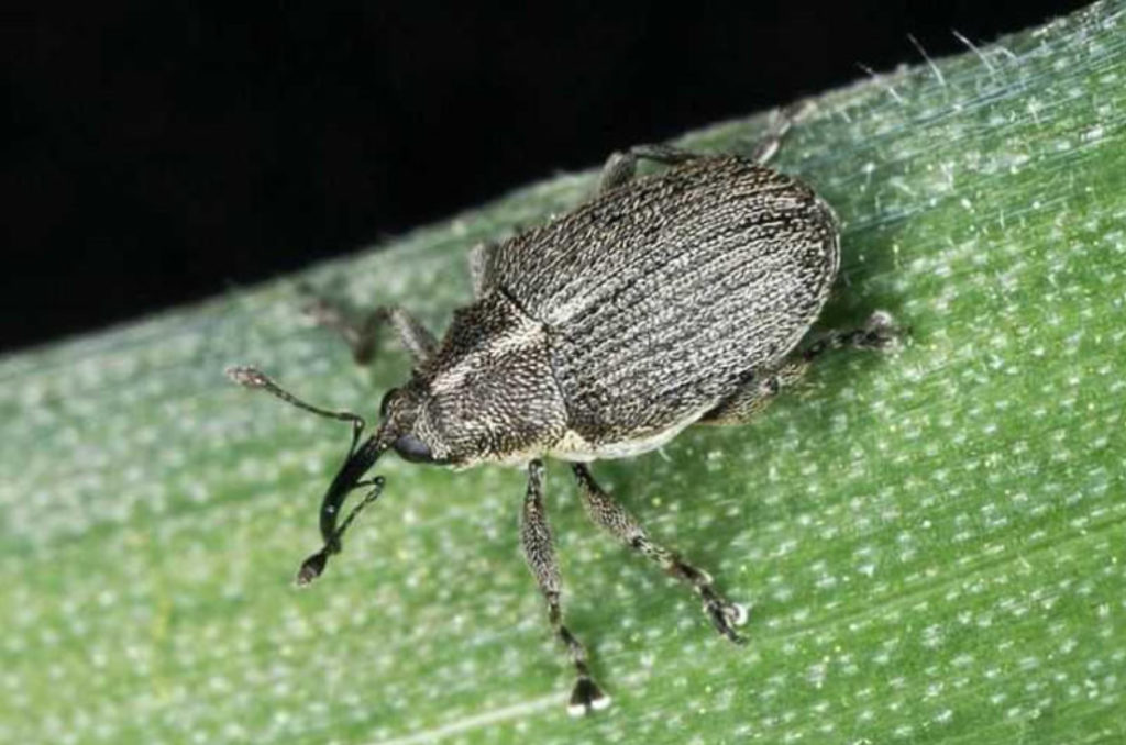 Tobacco Dust In The Garden And Vegetable Garden: How To Use Against ...