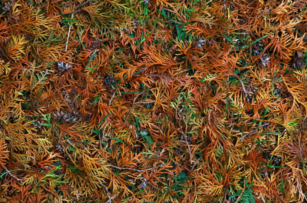 Why Thuja Turns Yellow: Reasons And What To Do